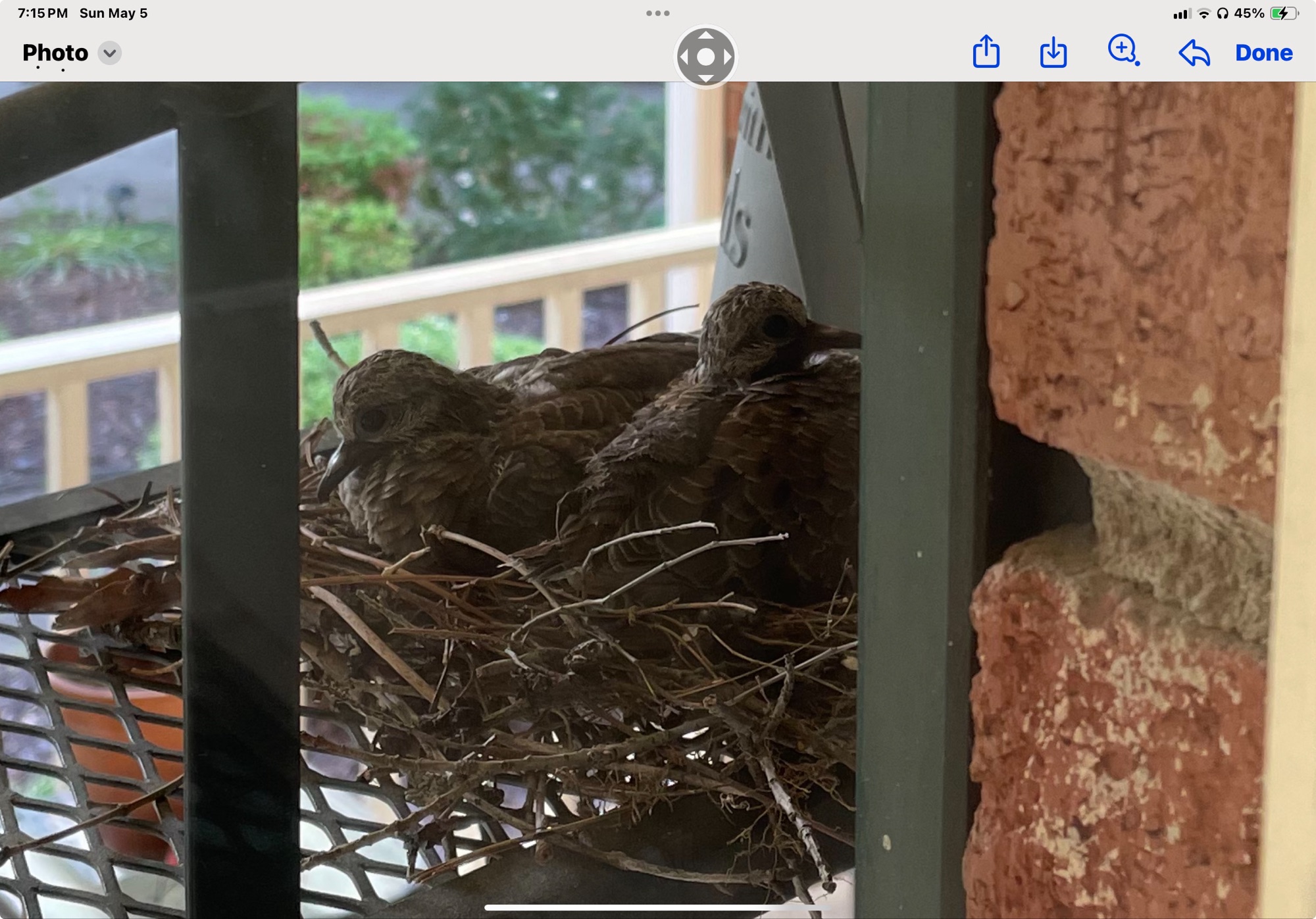 Meet the Squabs #200 – rootedbythewater.blog